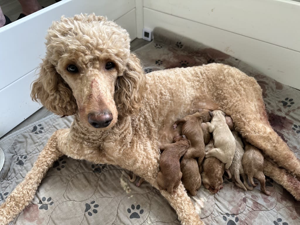 Chocolate Standard Poodle Puppies