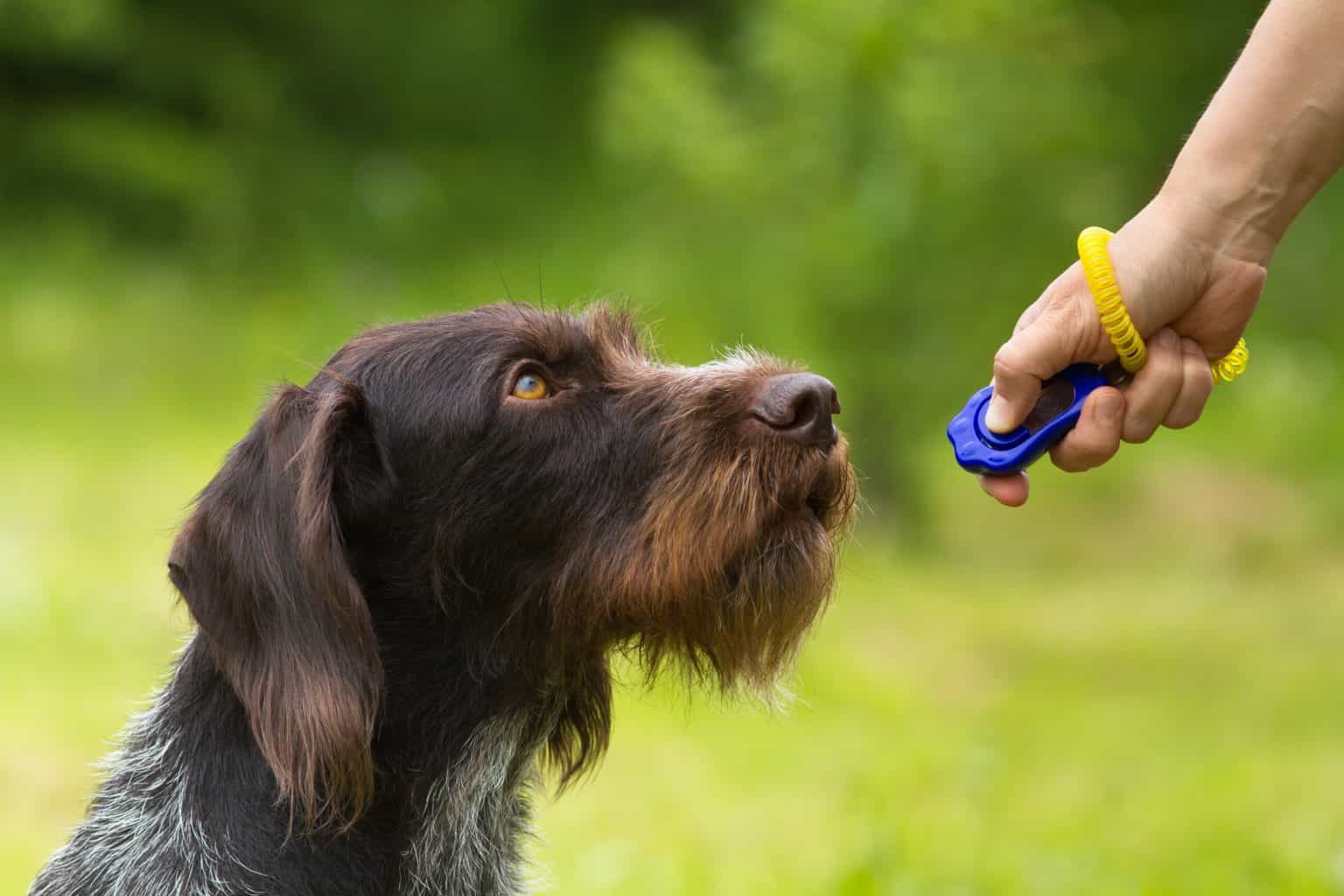 Mold Dog Knows | Mold Detection Solutions | Grapevine