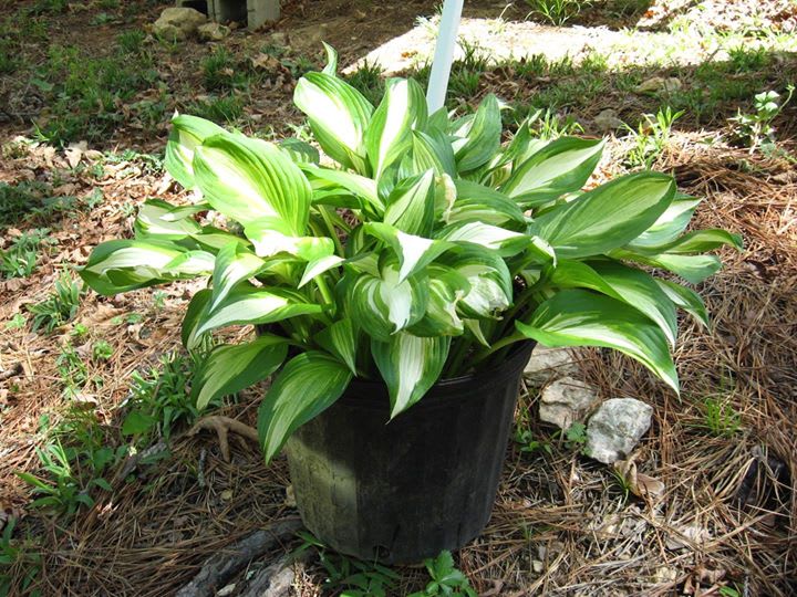 Perennials - Choose From: - Mystic Garden | Backyard Nursery in ...