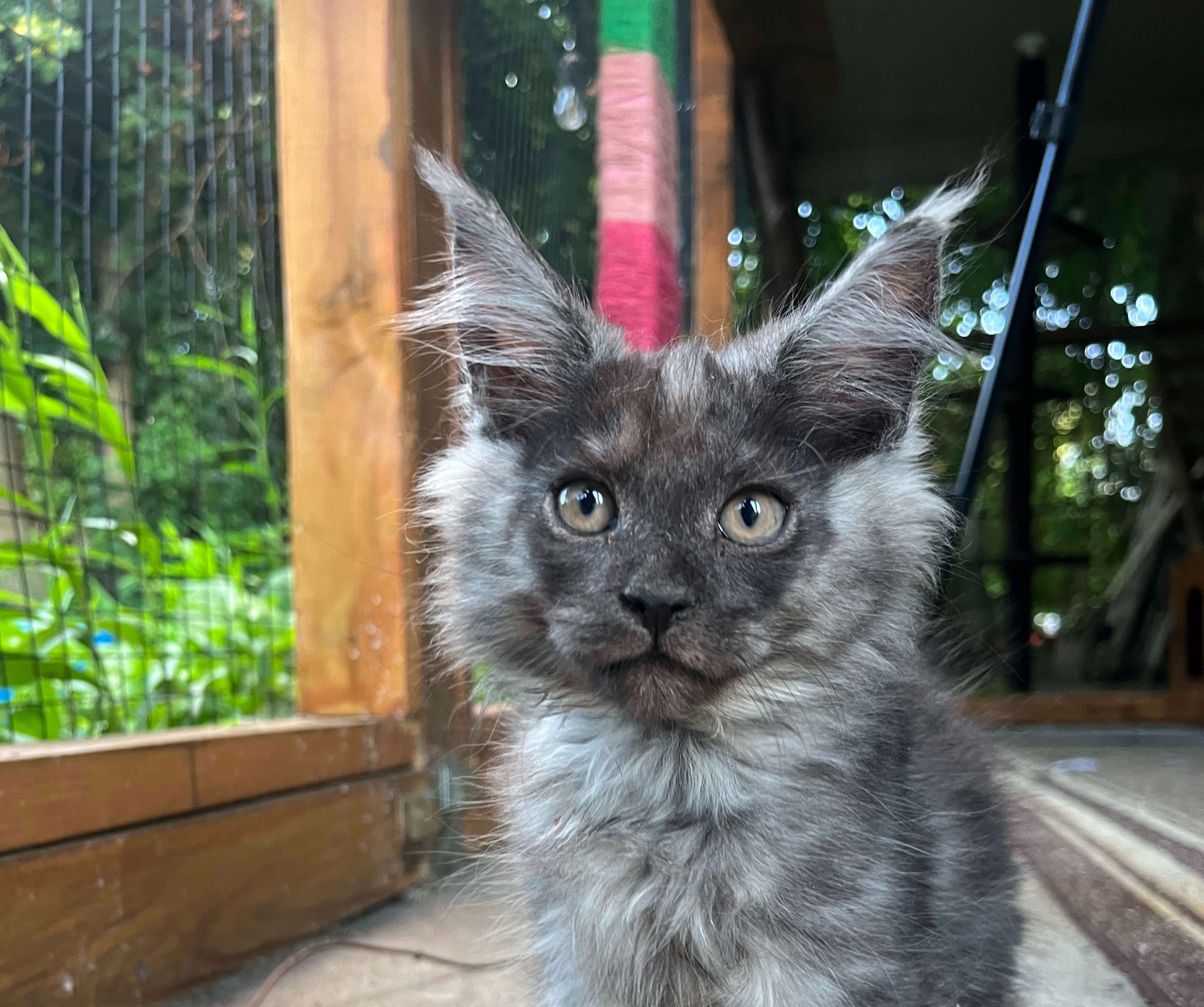 Tycoon Maine Coons Cattery | Pet Breeder | Cleveland