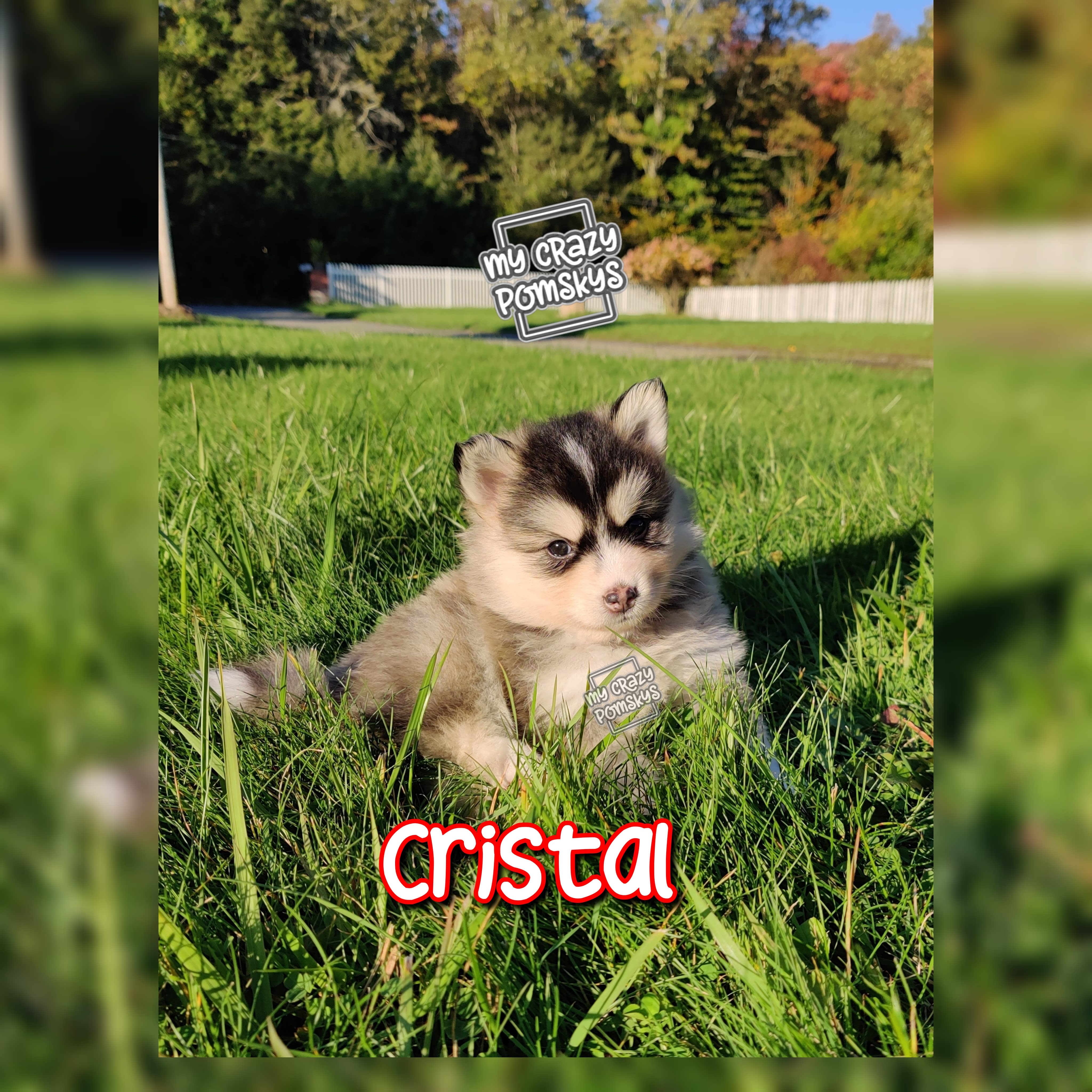 Cristal F4 Female Silver Sable Brown Eyes - Sold Puppies - My Crazy ...