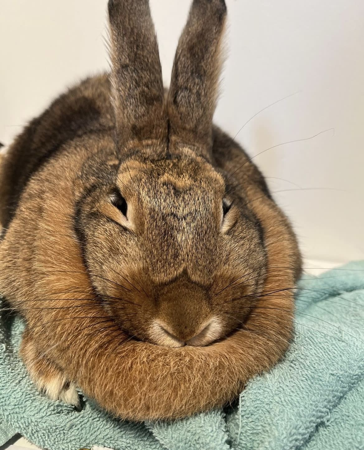 Flemish/Zealand full package - Rabbit Grooming - Funny Bunny Services ...