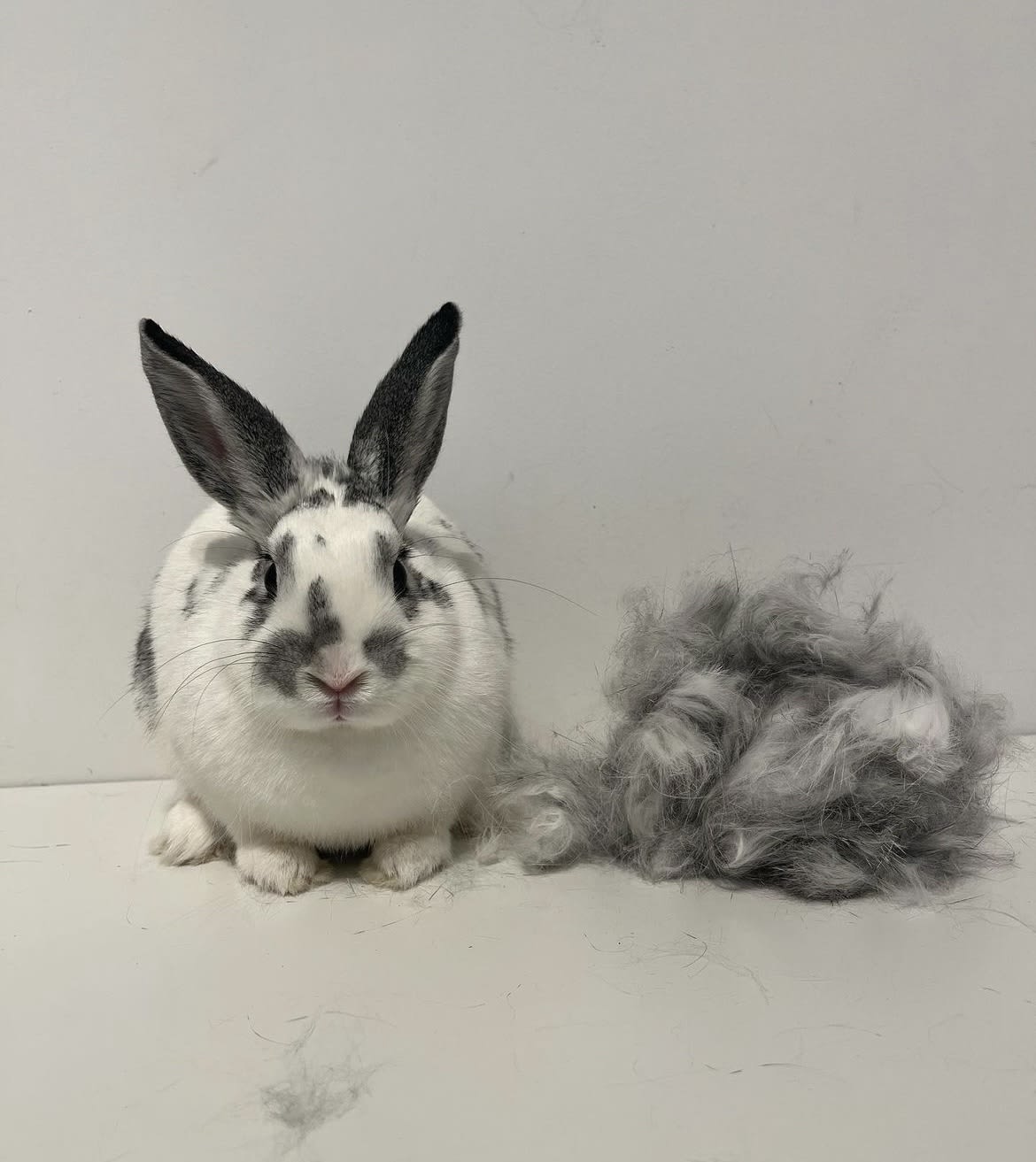 Molting blow out - Rabbit Grooming - Funny Bunny Services - Pet ...