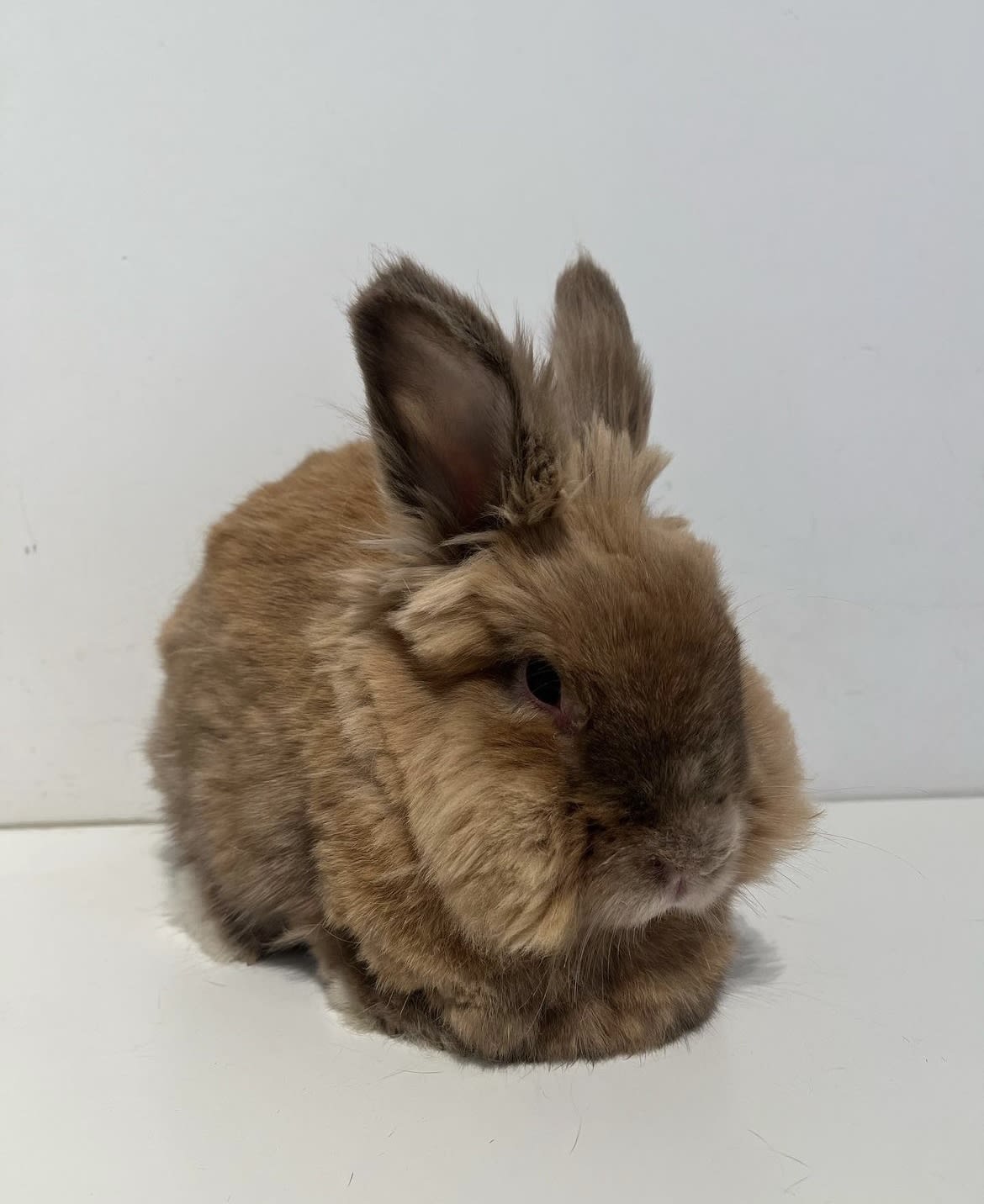 Angora/Double mained full package with shave - Rabbit Grooming - Funny ...