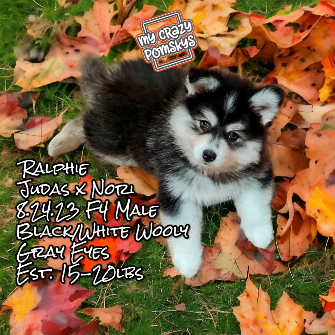 Ralphie F4 Male Blk/Wht Wooly-Rare Gray Eyes - Sold Puppies - My Crazy ...