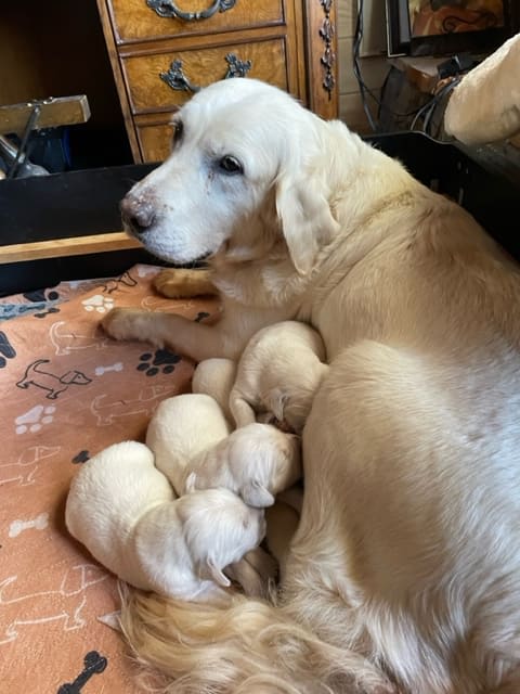 4C's Farm | Golden Retriever & Basset Hound Breeder in Gillsville
