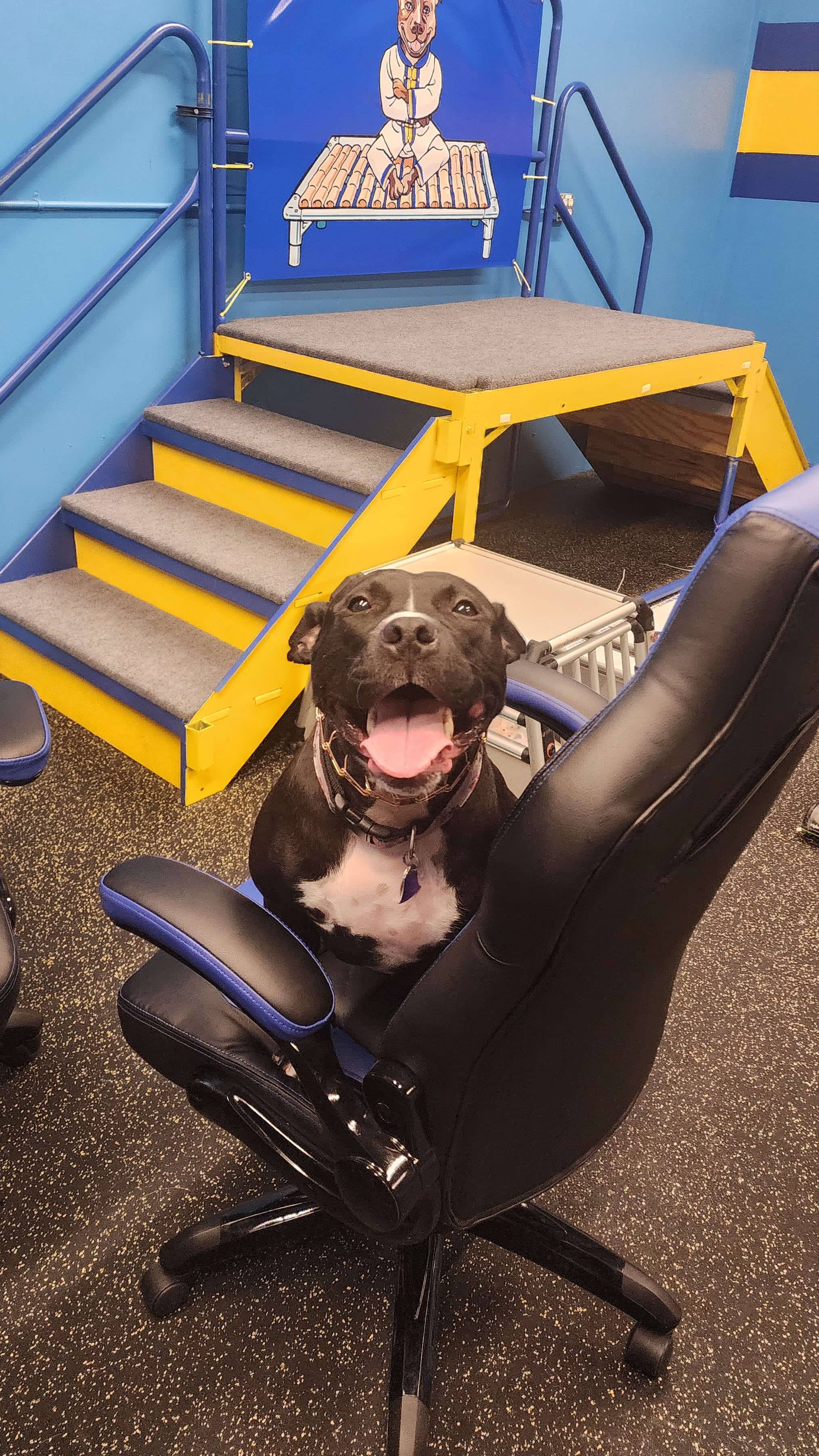 Behavior Modification: Lets Change This - Dog Training - The Doggy Dojo ...