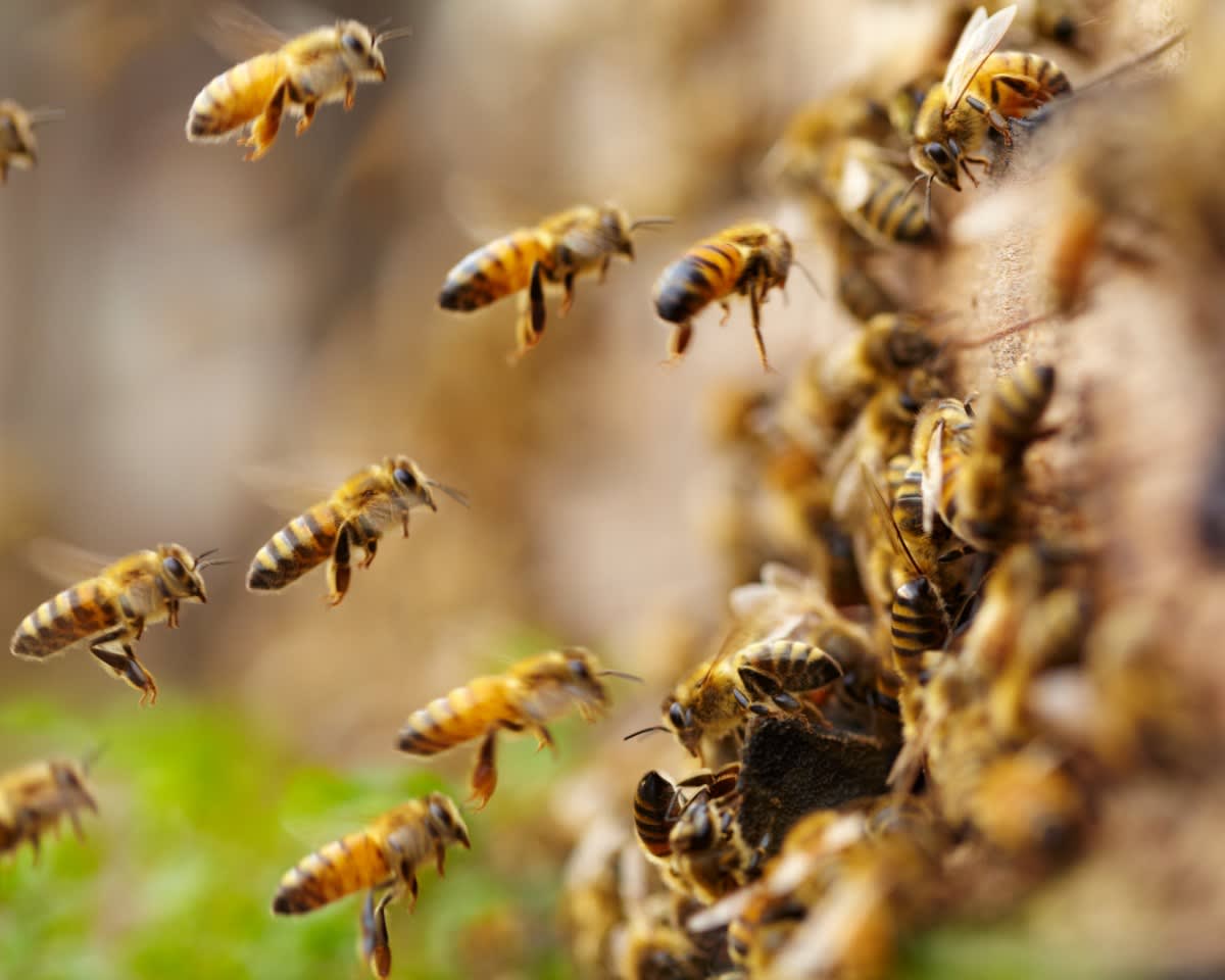 Power Patties | Food for Bees & Flavored Honey Store | Wasilla