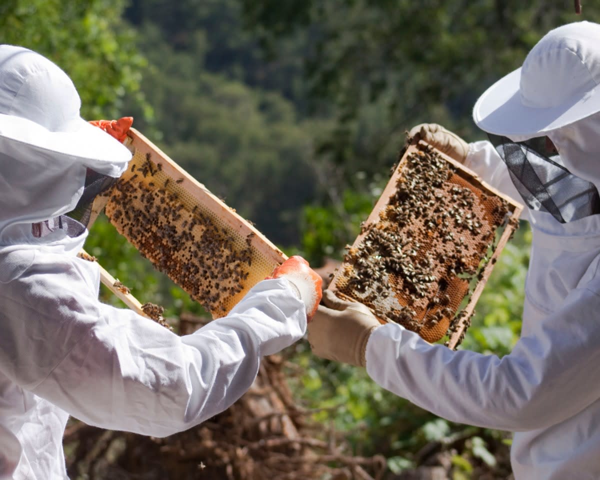 Quality Bee Food & Creamed Honey - Power Patties - Farmers Market