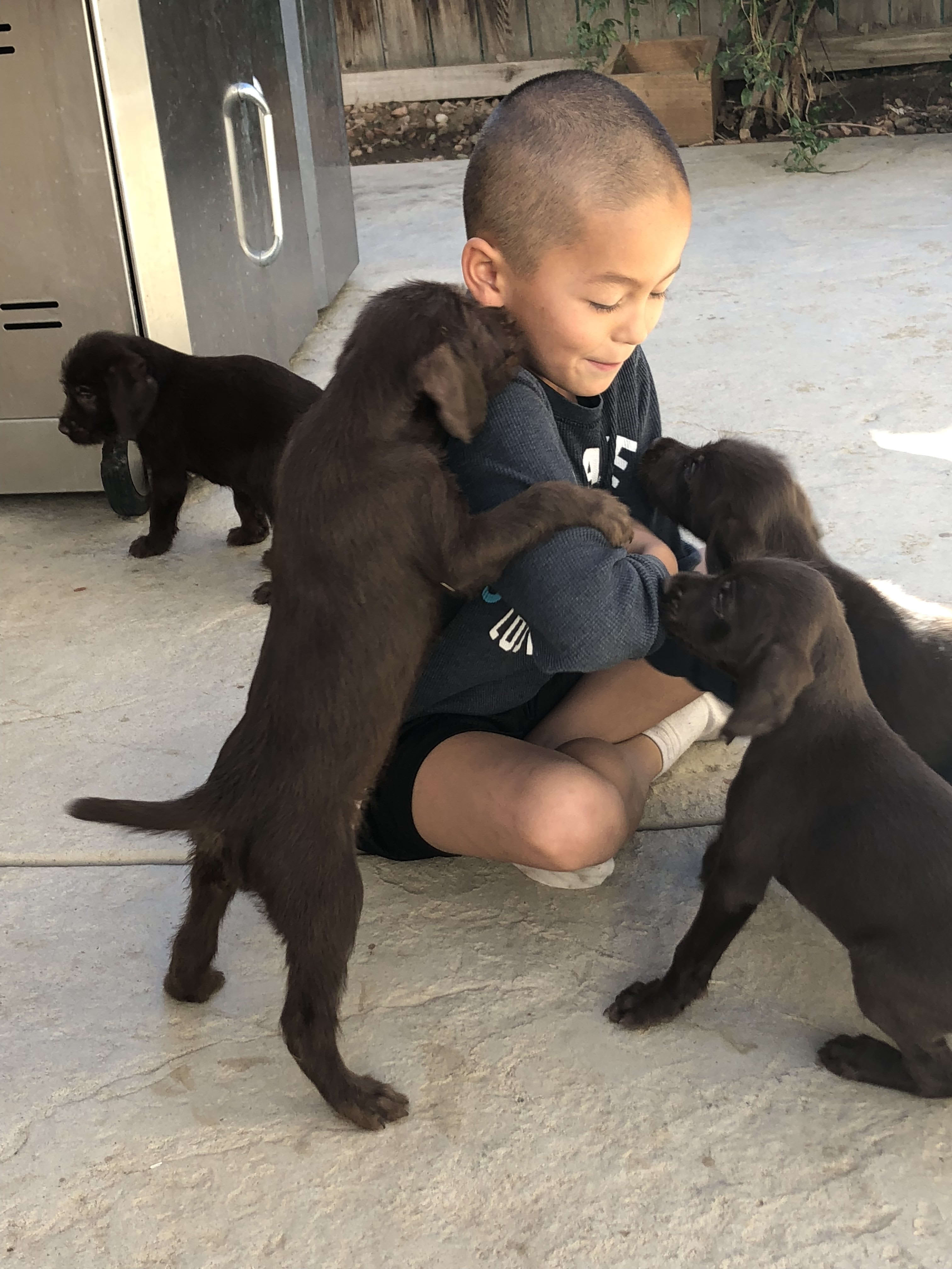 Dog Breeding - Comprehensive Canine Care - On A Hunt Kennels - Expert ...