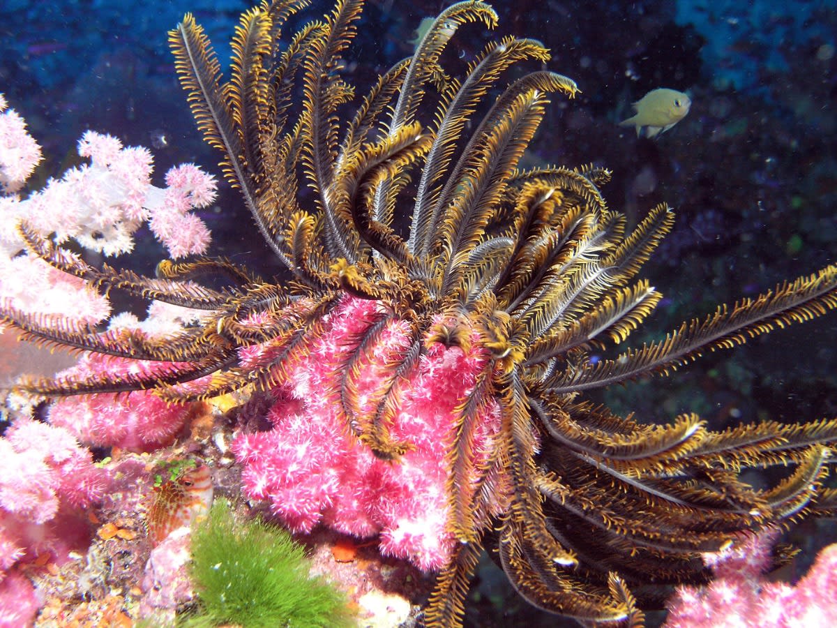 Feather Starfish - Invertebrates - Superior Tropical Fish - Aquarium ...
