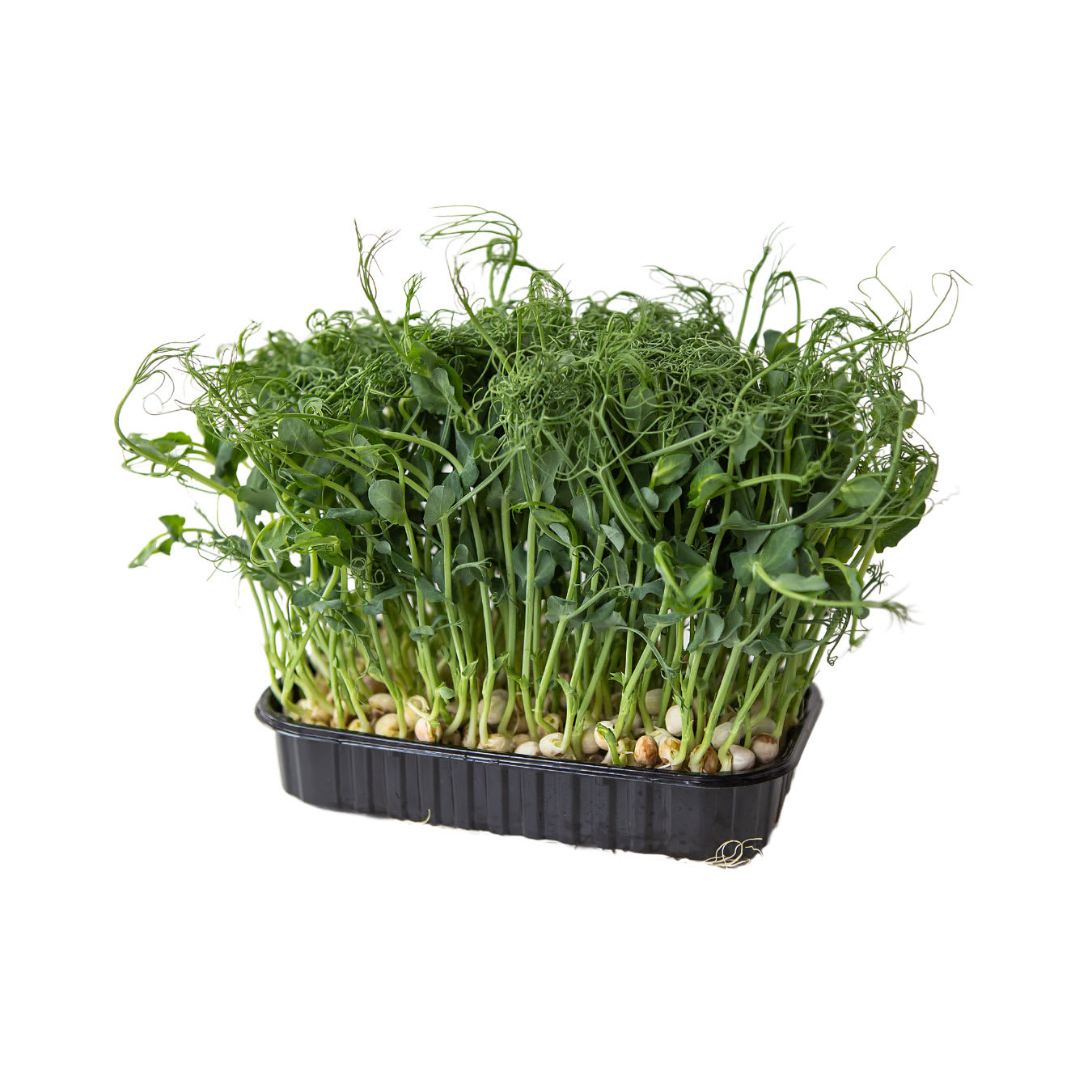 Pea - Microgreens - MicroFresh Market | Health Food Vendor Serving ...