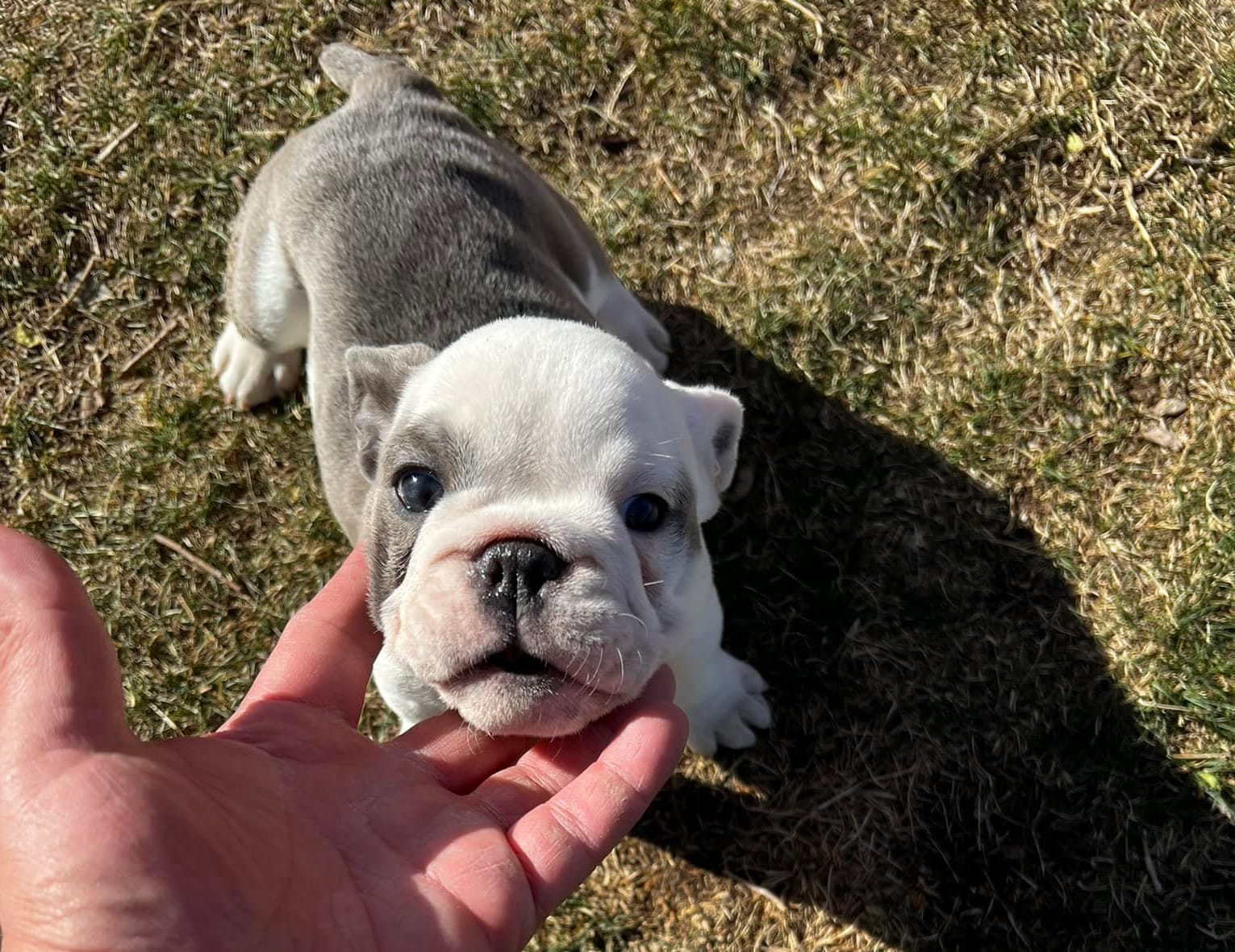 Bulldogs - Services - Steel City Bullyz | Pueblo Dog Breeder