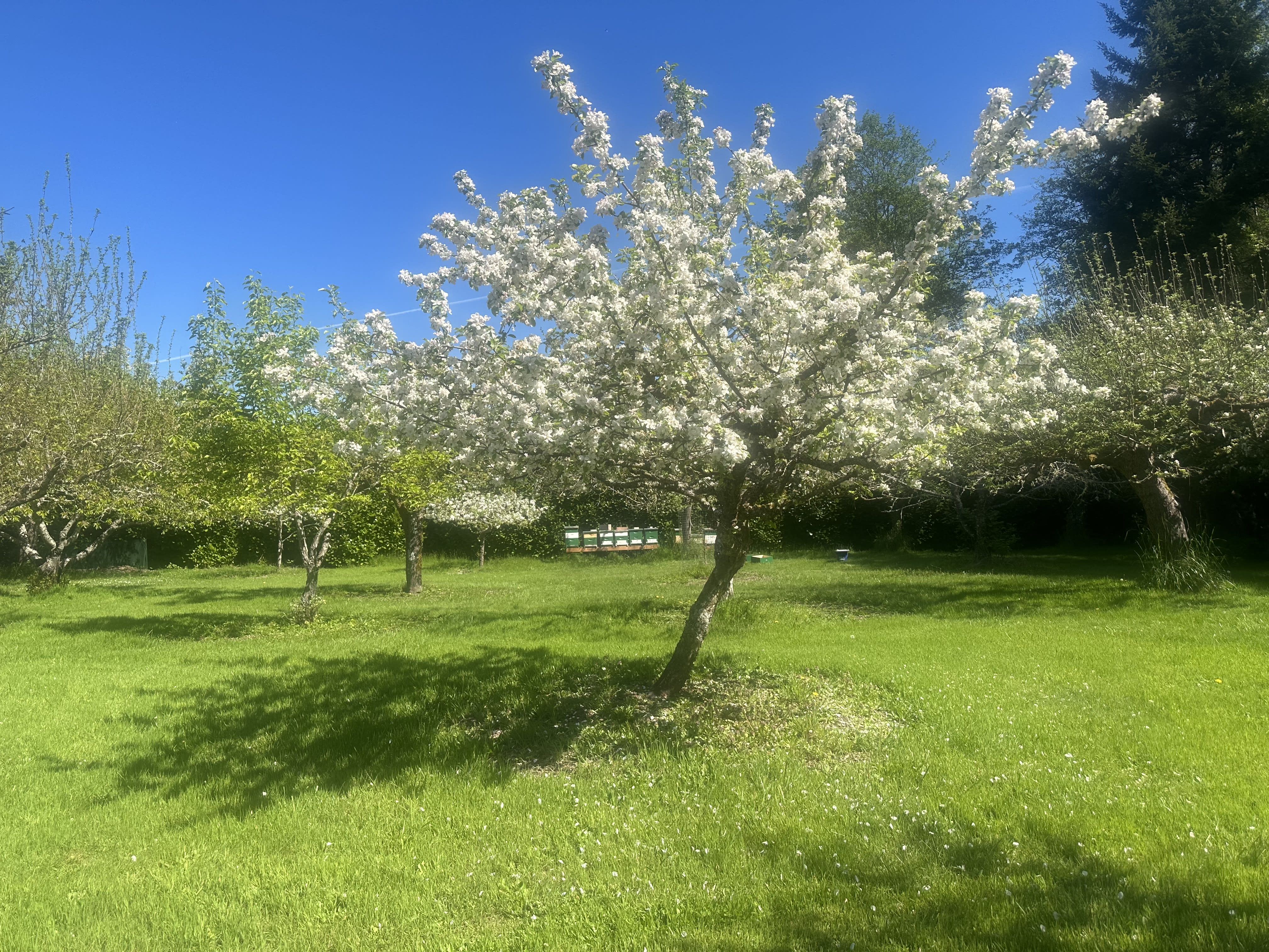 Pollination Service - Beekeeping Services - Woodland Creek Honey Farm ...
