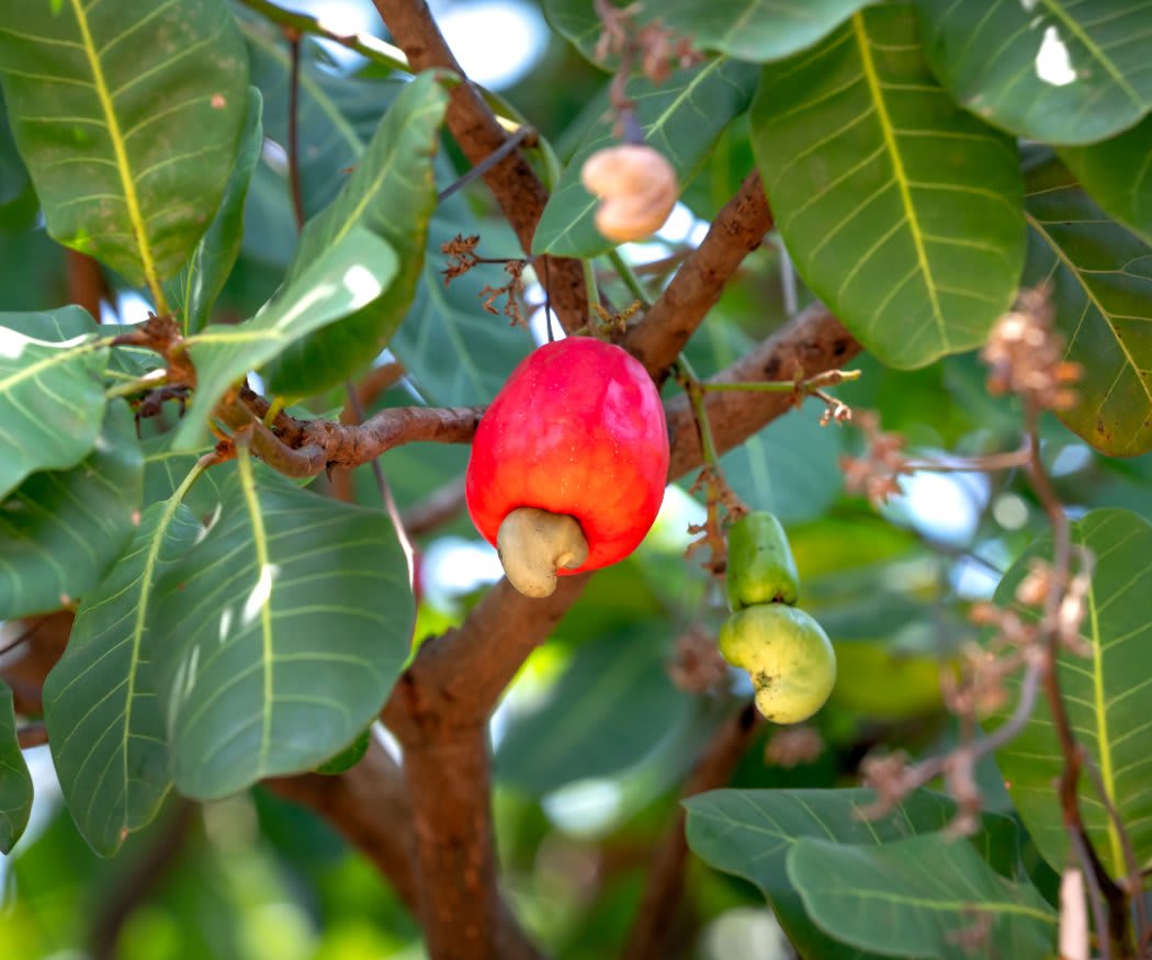Cashew Nut - Exotic Fruit Trees - Green Planet Tree Farm | Exotic Fruit ...