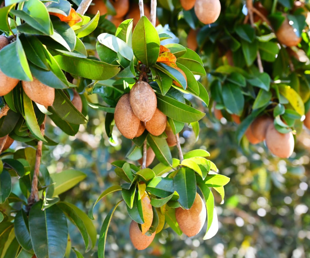Mamey - Exotic Fruit Trees - Green Planet Tree Farm | Commercial Farm