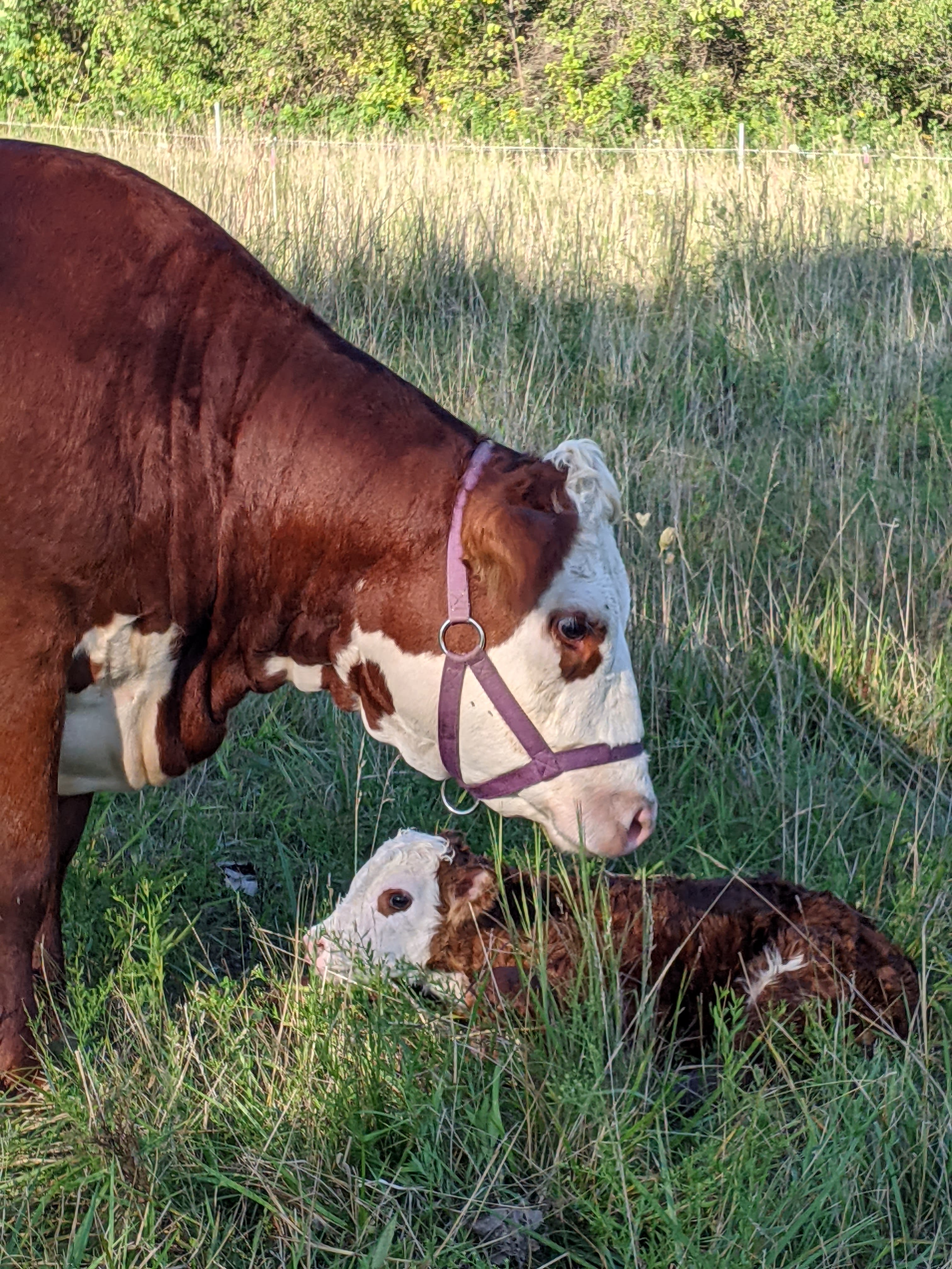 Animal Snuggle Sessions & Farm Products in Monee - Luz Farms, LLC ...