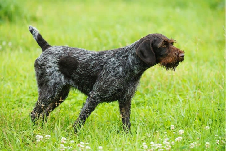 Texas Licensed Mold Detection | Expert Mold Dog Team