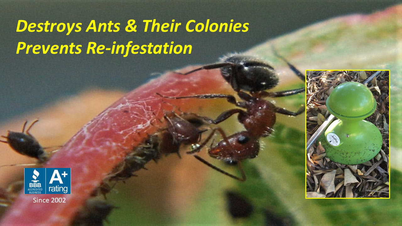 KM AntPro® | Nokomis Pest Control