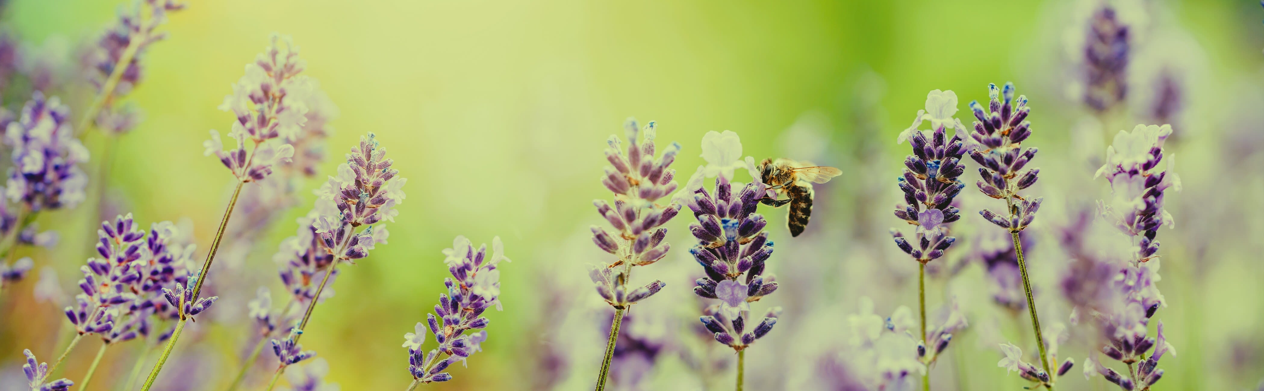 Buzz Bridge Farms - Nonprofit Organization in North Texas