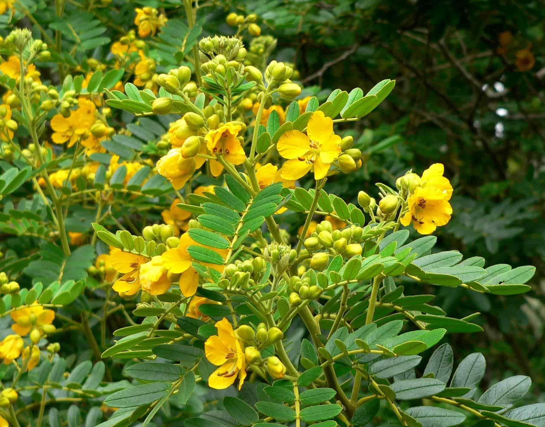 Arbol Acasia Amarilla - Venta de Arboles Nativos - Viveros de Colombia ...