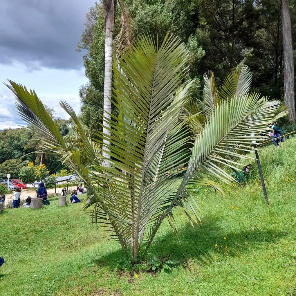 Palma de Cera - Venta de Arboles Nativos - Viveros de Colombia ...