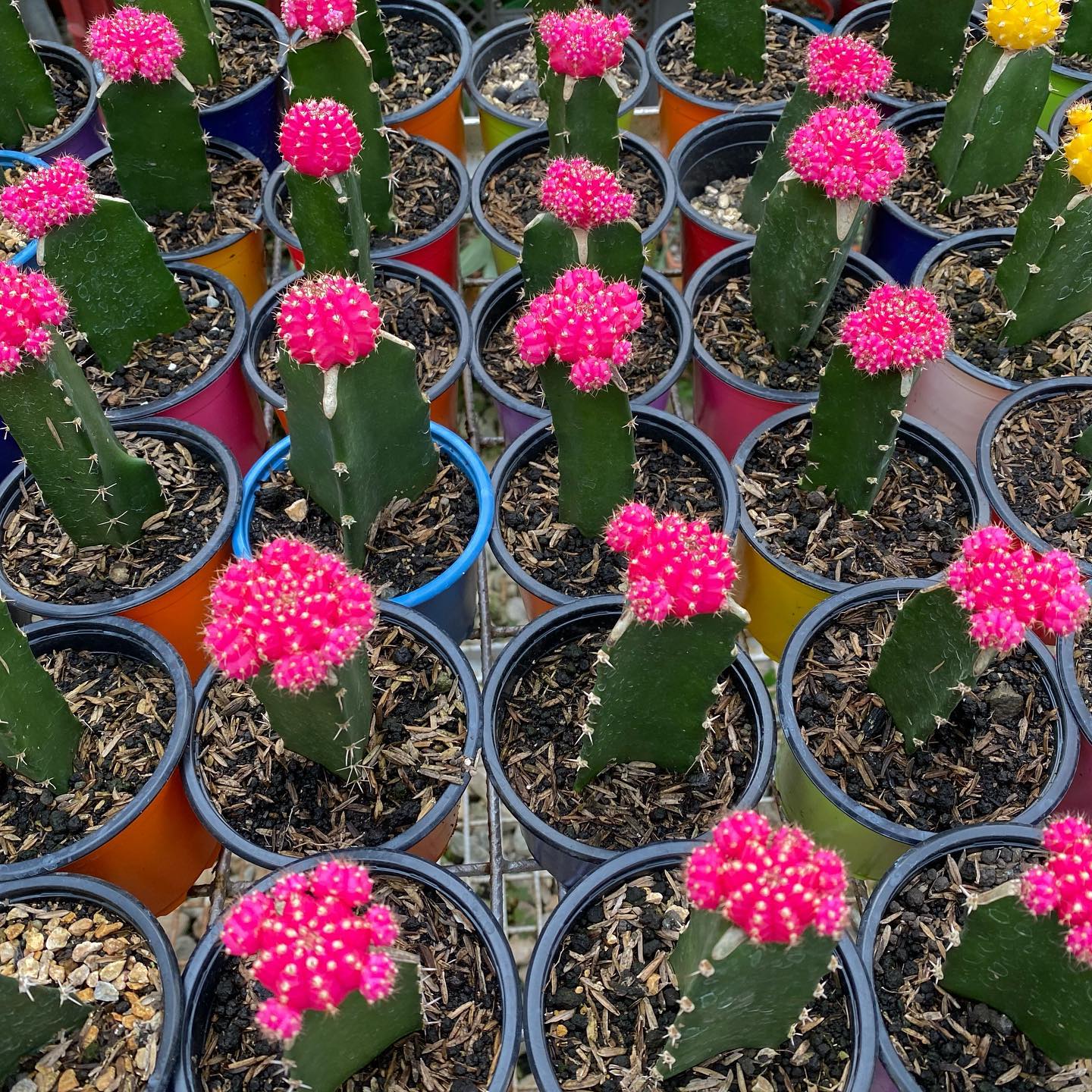 Cactus Coreano - Venta de Cactus - Viveros de Colombia | Jardinero en ...