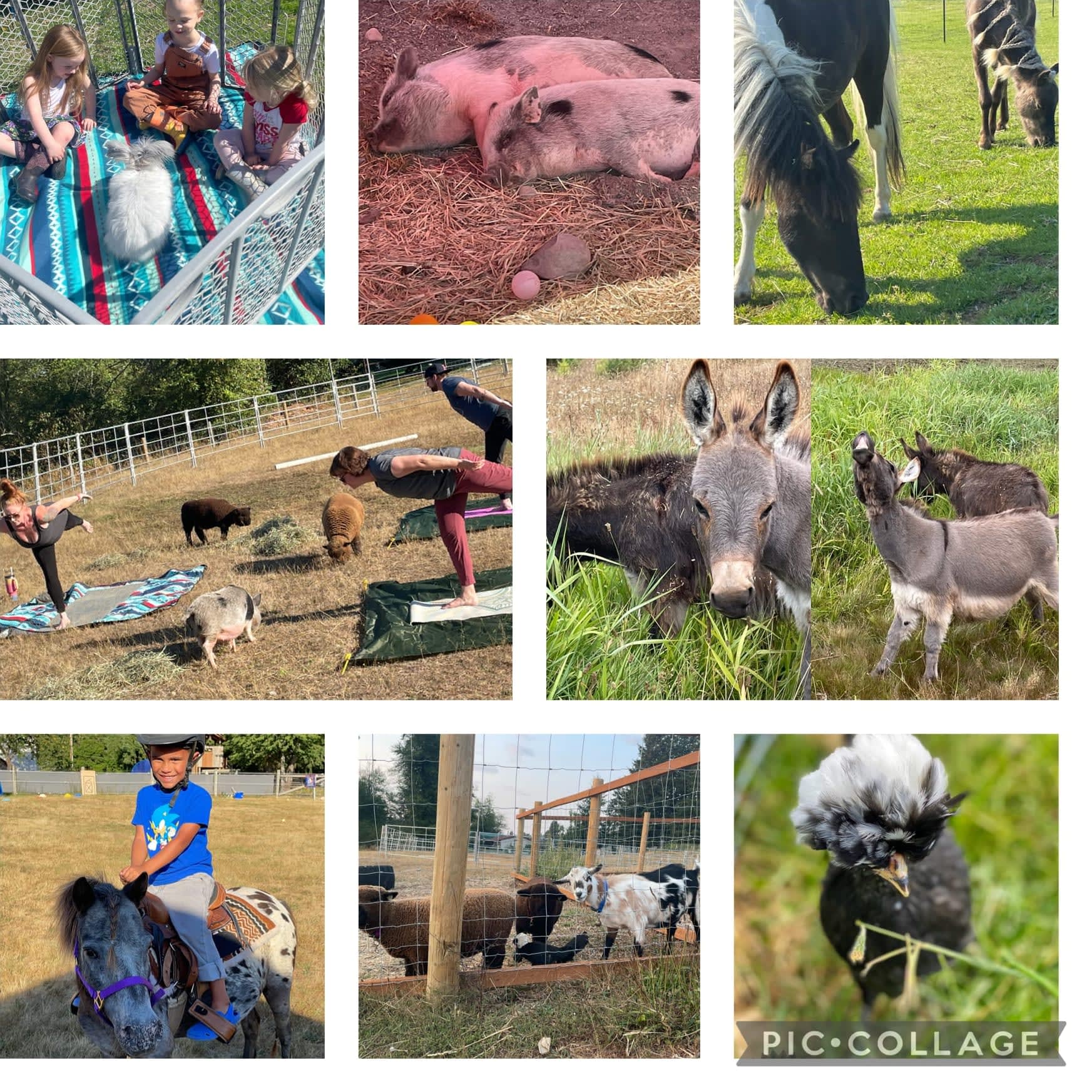 Opal Meadows Farm, LLC - Agri-Tourism Farm in Graham