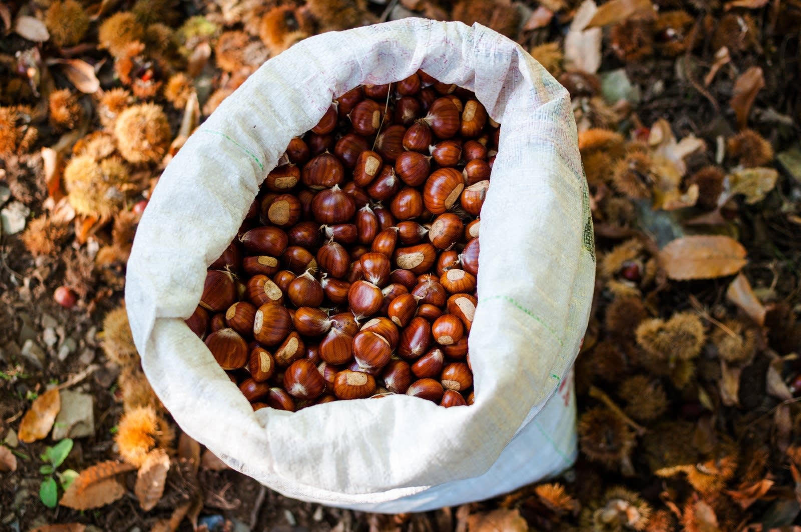 Gobbler Ridge Chestnuts | Chestnuts Provider | Thomaston