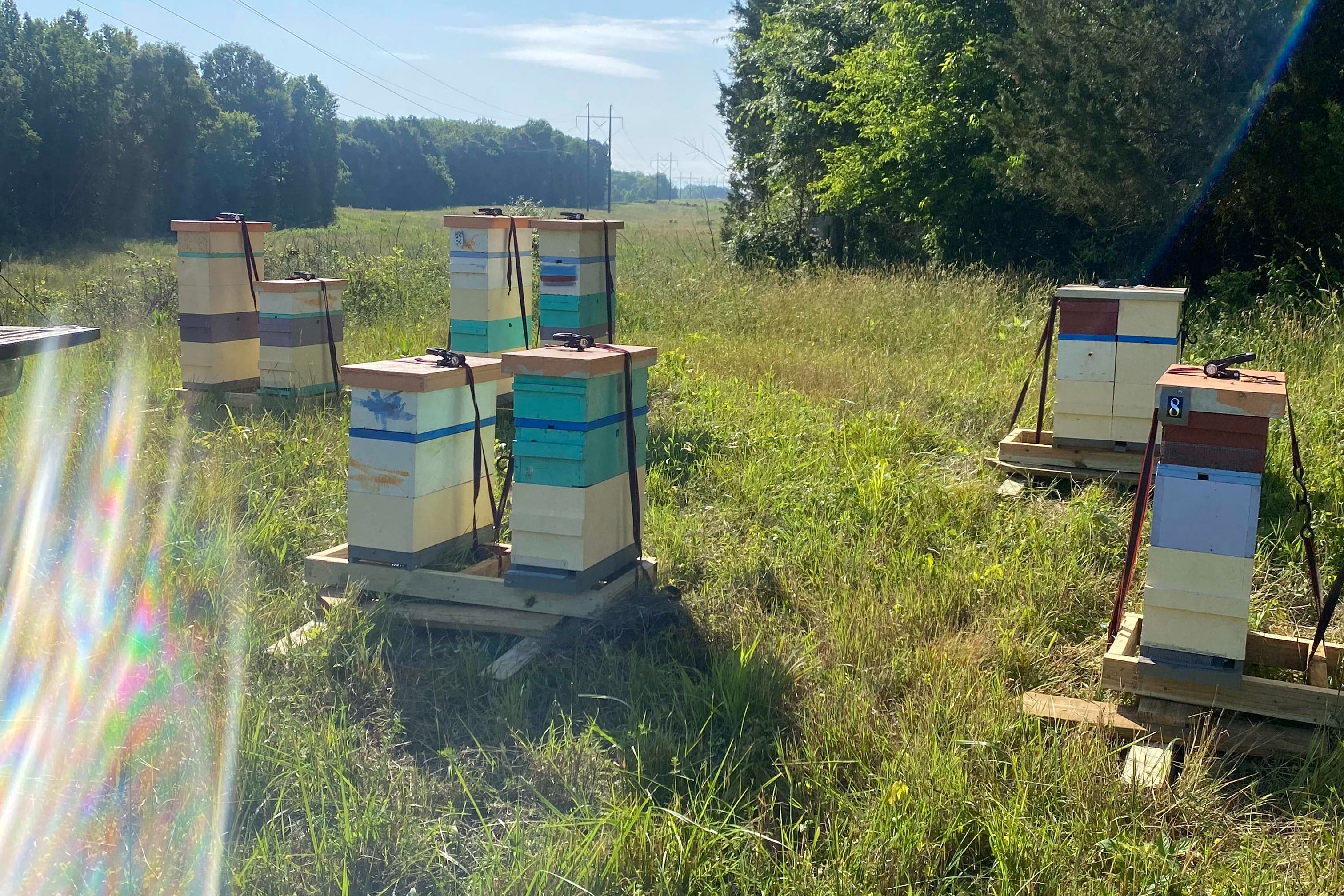 Pollination Services - Beekeeping & Pollination - Lil’Ducks Apiaries ...
