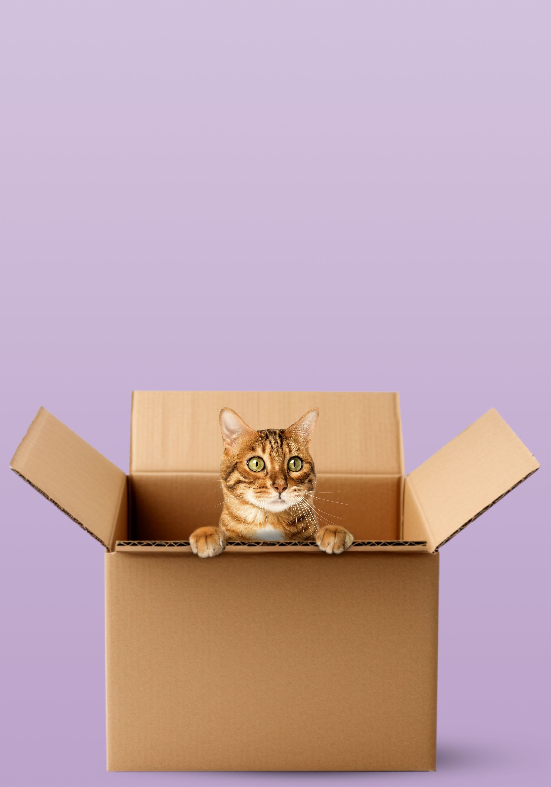 Hi 5 Cat Training | Cat Training | Northeastern Pennsylvania