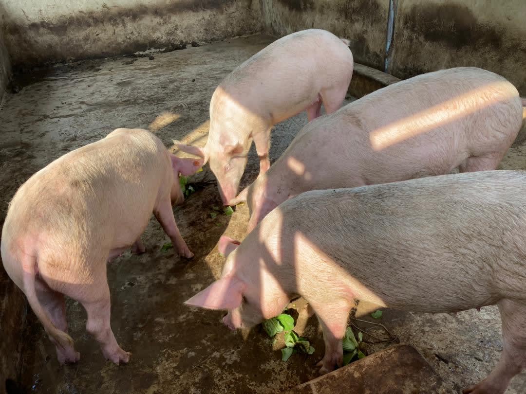 Breeding Stock - Live Pigs - Browny Farms | Farmers Market