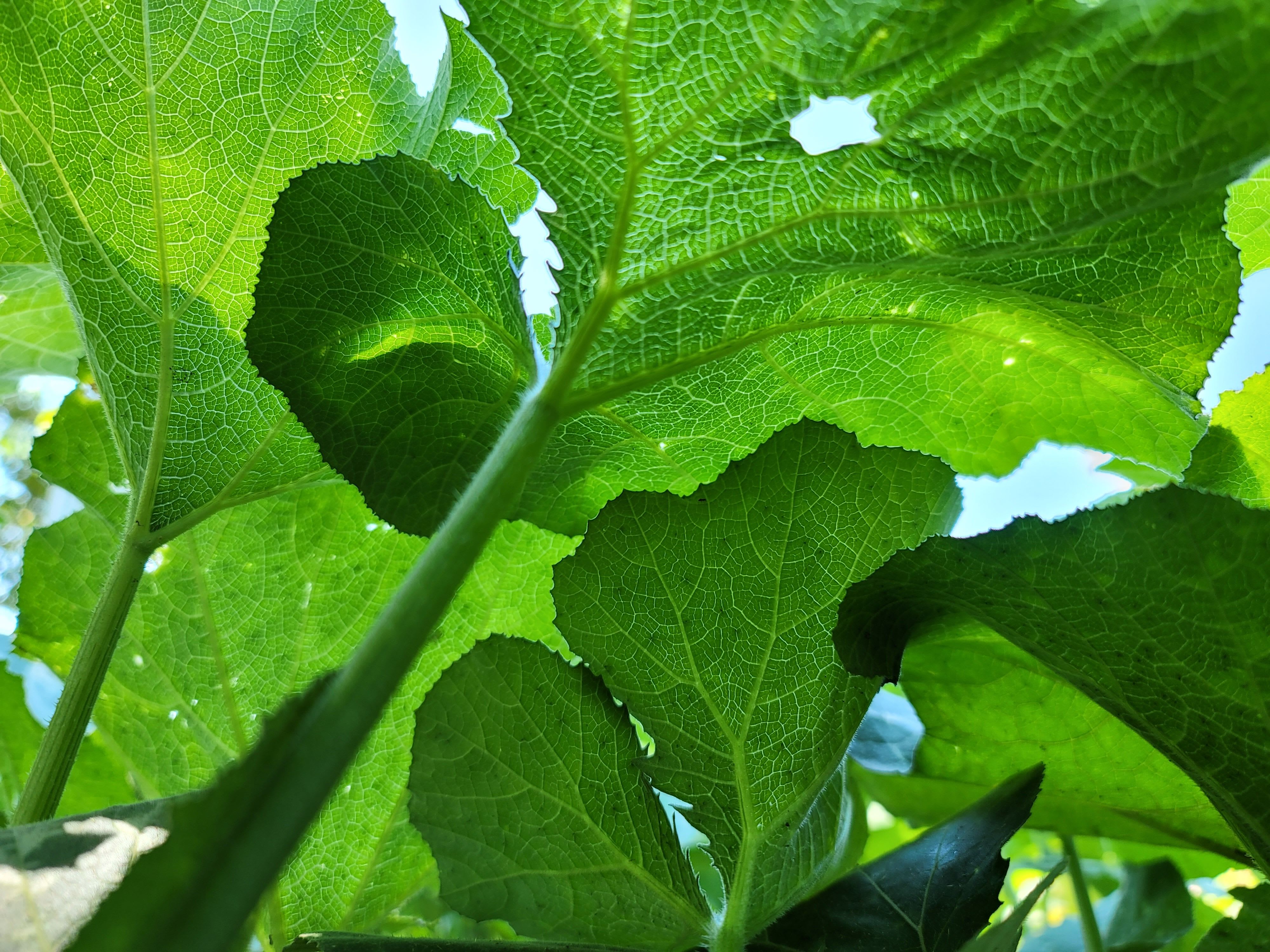 Asé Iya Root Ranch | Educational Farm in Texas, Killeen