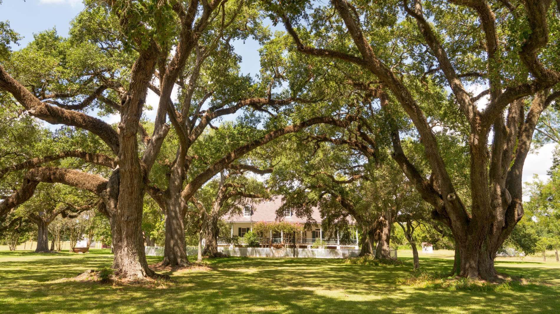 Brothers Tree Service, LLC | Tree Service in Baton Rouge