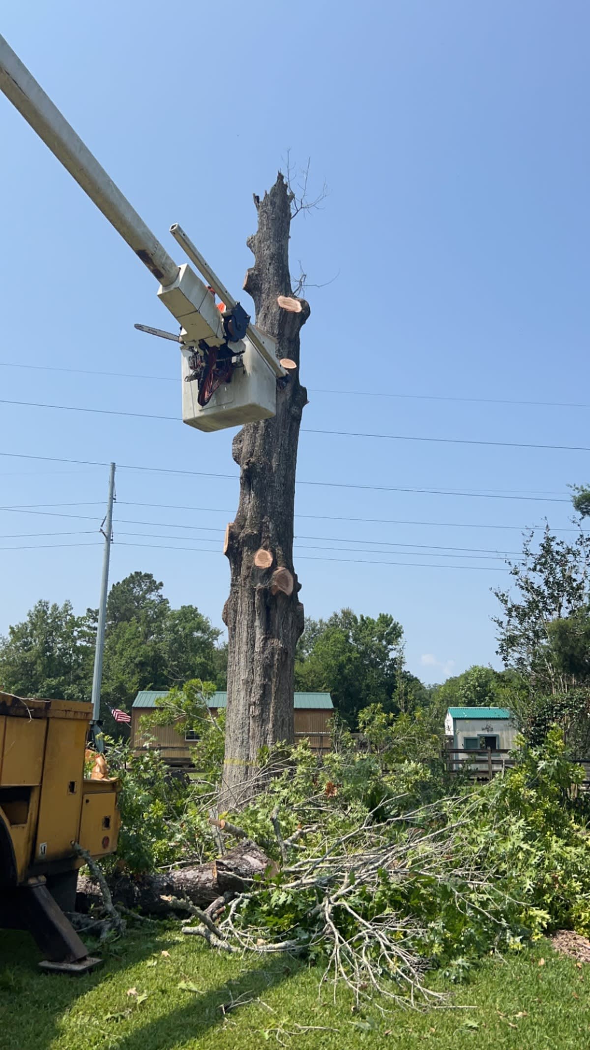 Pruning and Trimming - Tree Care Services - Brothers Tree Service, LLC ...