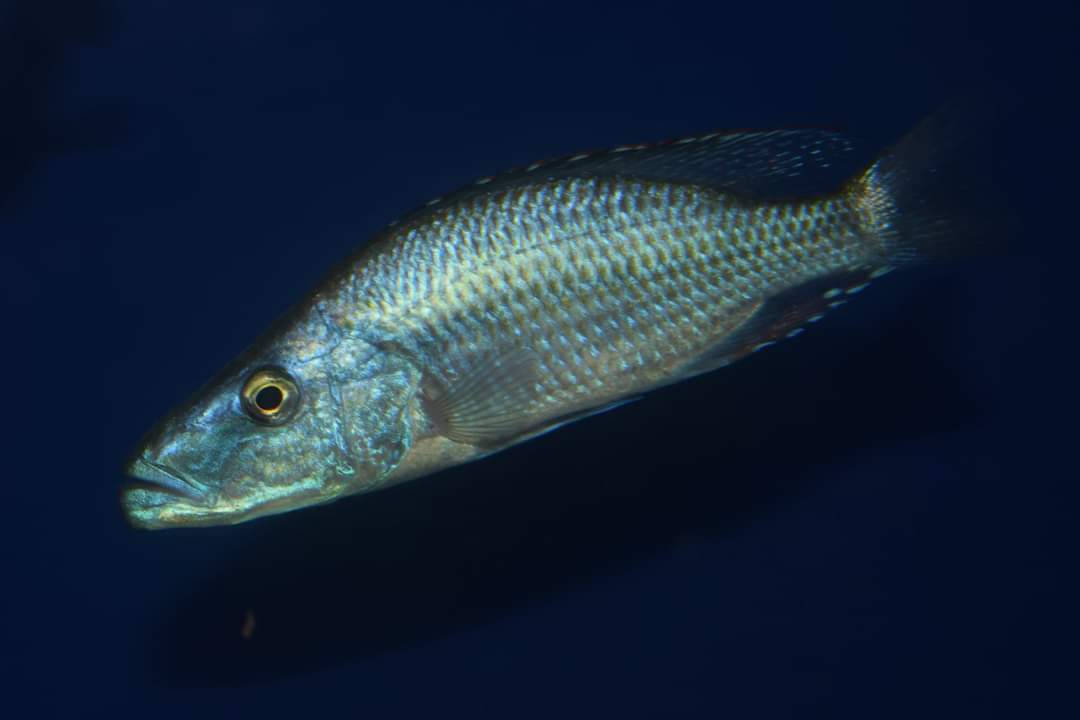 Dimidiochromis compressiceps 7-10 cm - Haps & Peacocks - K&C Rift ...