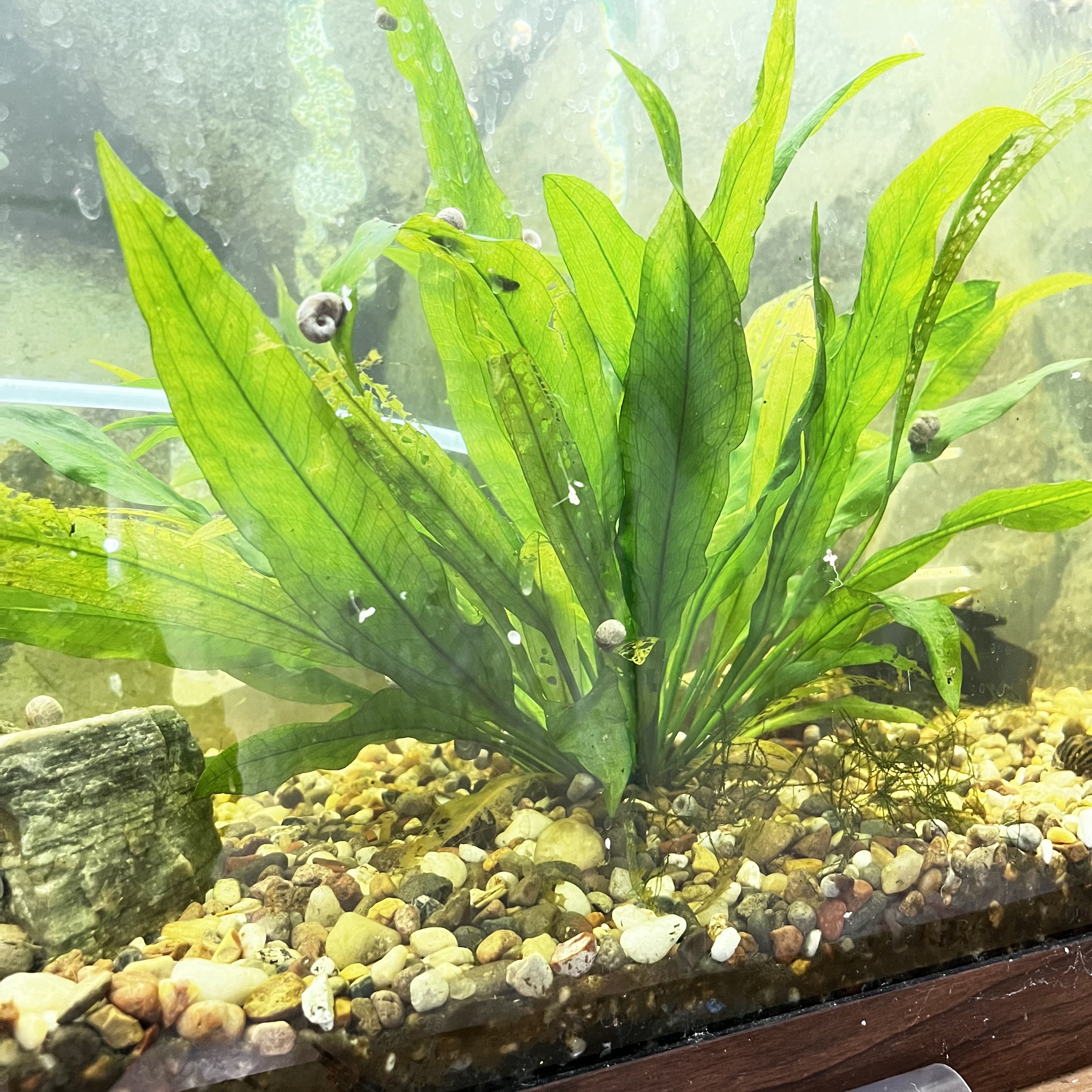 Amazon Sword - Plants - Tank Buddies | Aquatic Animals | Linden