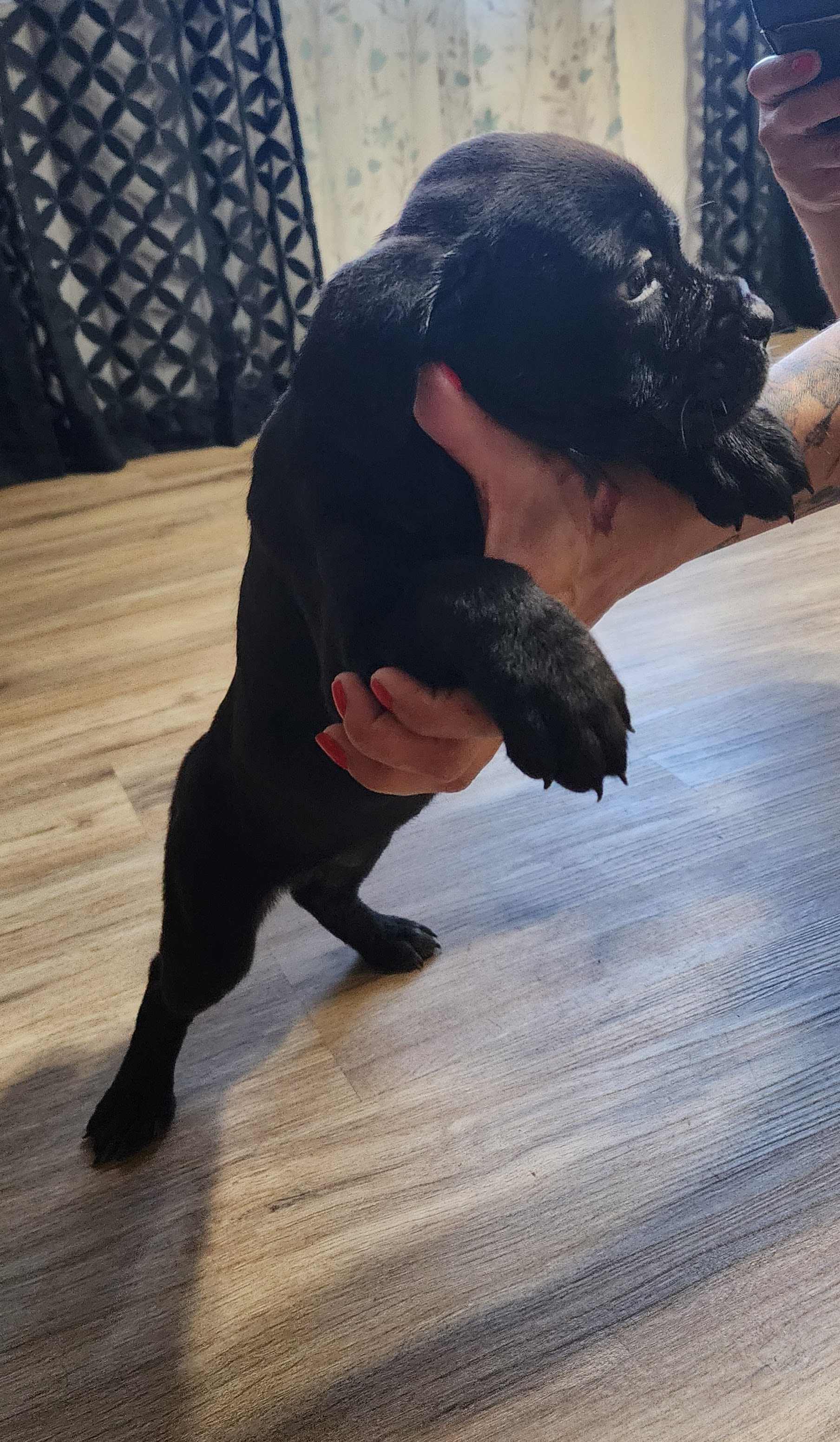 Jesse x Luna - Jesse x Luna - NobleGuard Kennel Cane Corso | Cane Corso ...