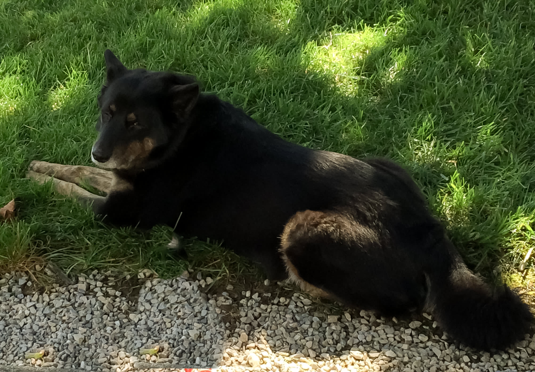 Raegan's Legacy Dog Bakery | Handmade Dog Treats & Custom Cakes | Huber ...