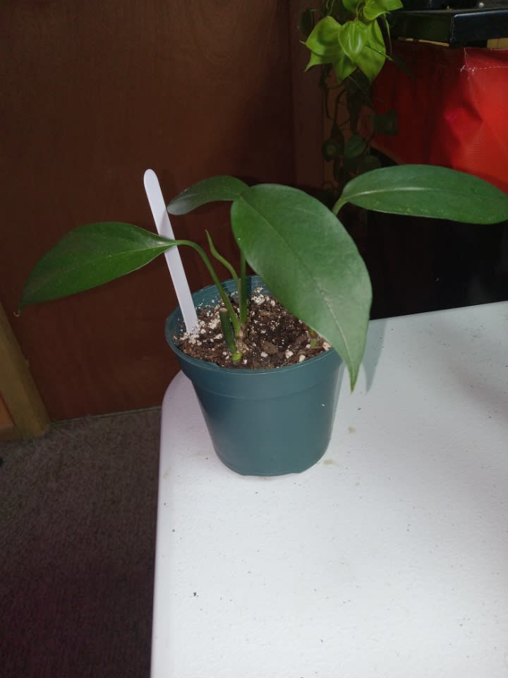 Baltic Blue Pothos - Plants - Pita's Garden One | Rare and Tropical ...