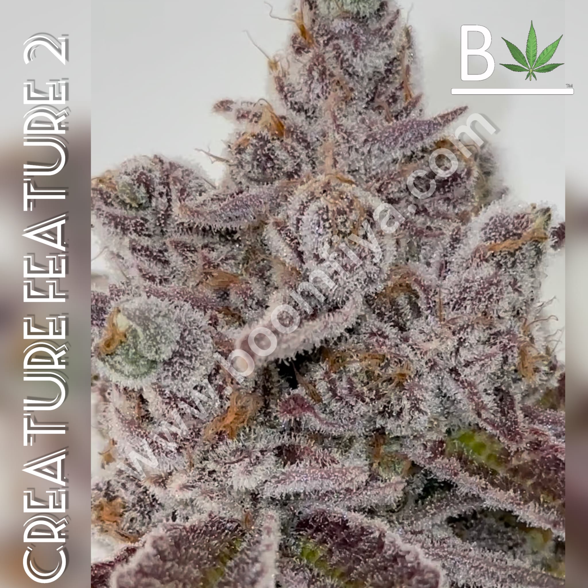 Creature Feature #2 (Beleaf Cut) - CanniCut’s Clone Selection ...