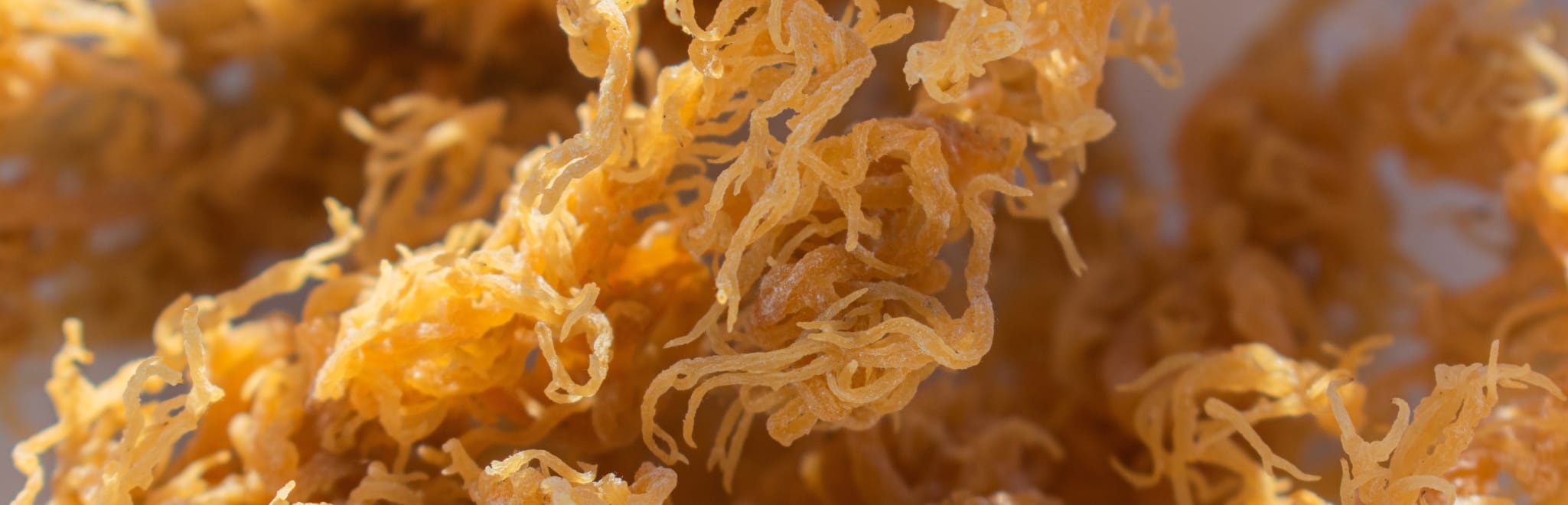 5 Star Sea Moss | Sea Moss Supplements | Kansas City