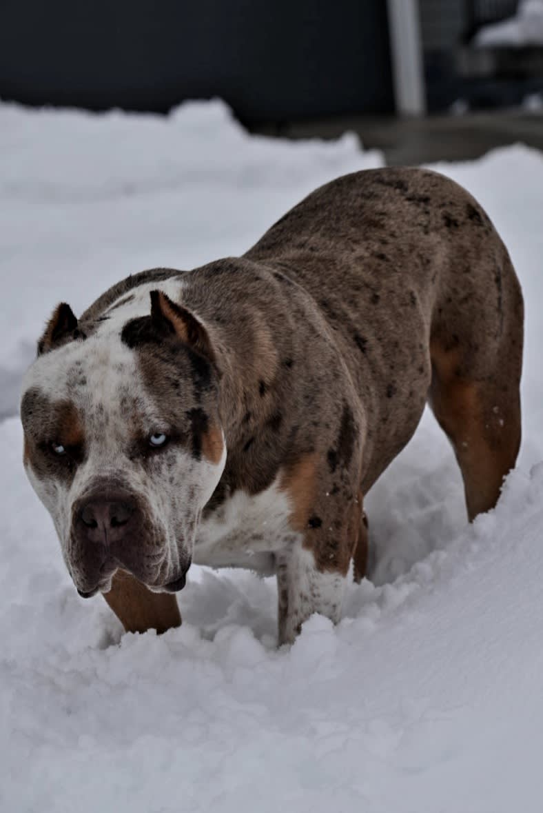 HARLEY - DENVER'S FINEST BULLIES: MALES - Denver's Finest Bullies | XL ...