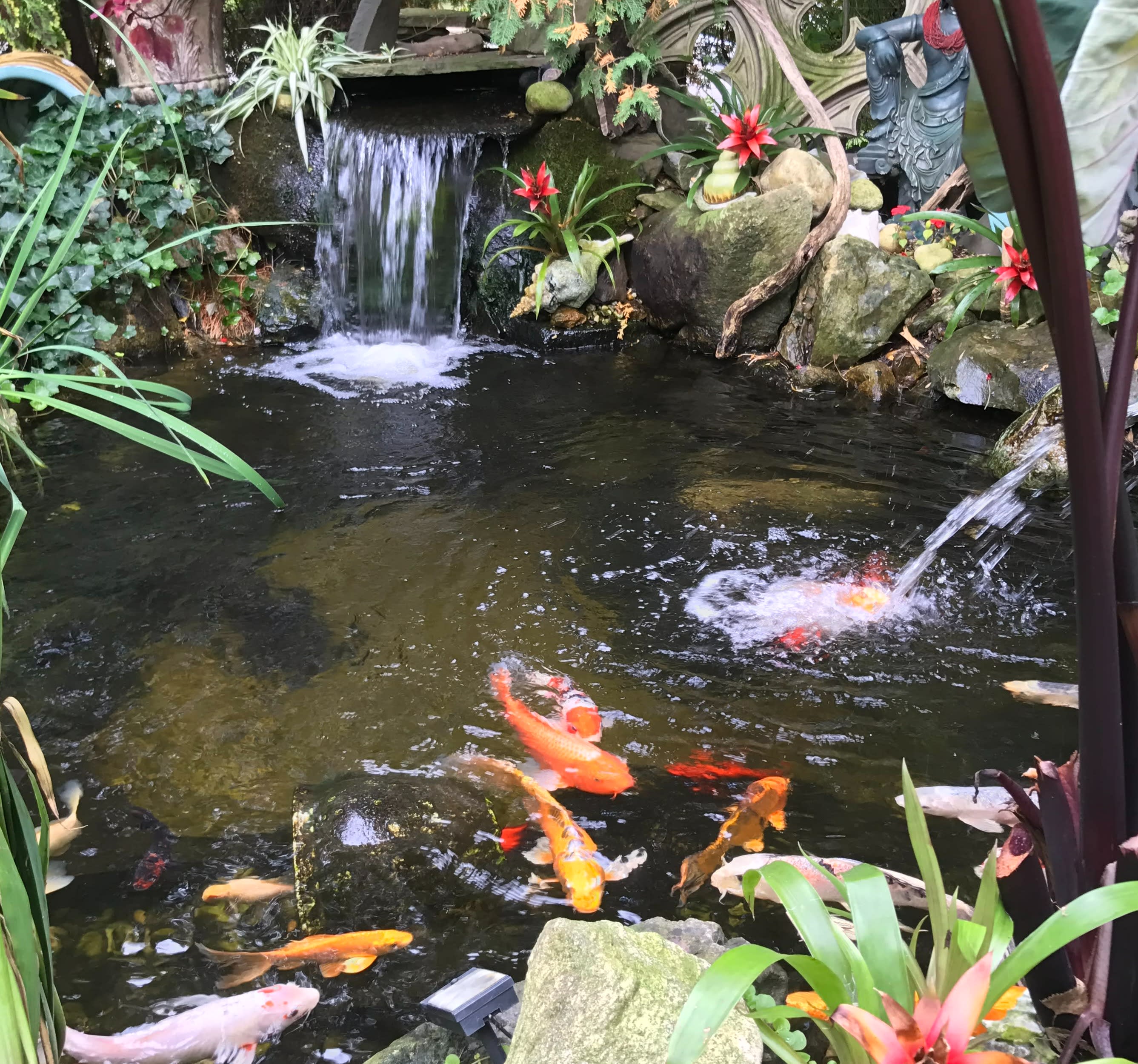 Creating Unforgettable Natural Beauty - Paradise Ponds And Falls | Pond ...