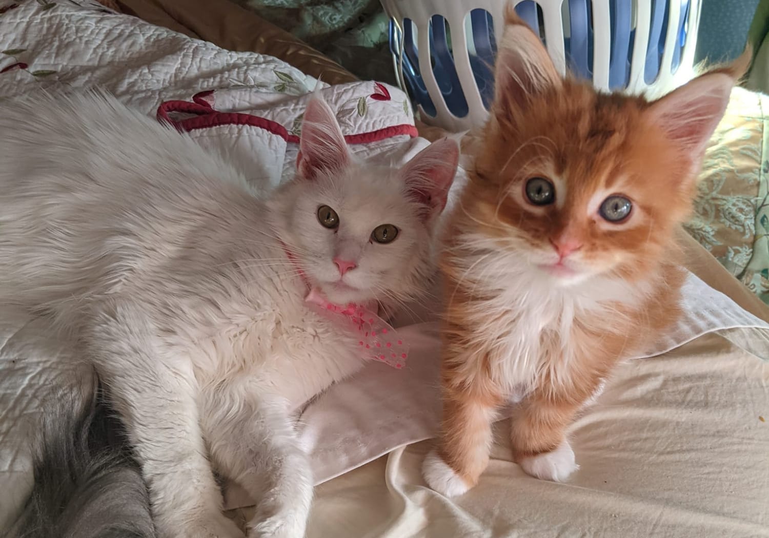 Maincoon Kittens - Cat Breeding - Maincoon Cats of Hopeful Hill Farm ...