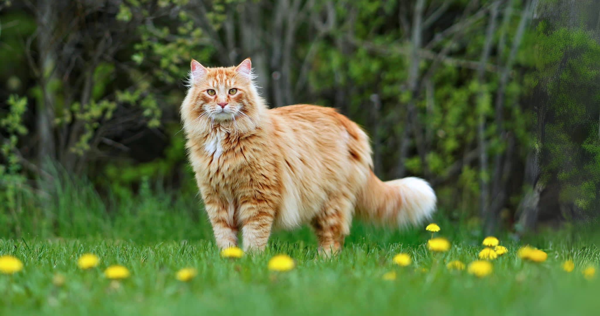 Maincoon Cats of Hopeful Hill Farm, LLC | Maincoon Cat Breeder | Montpelier