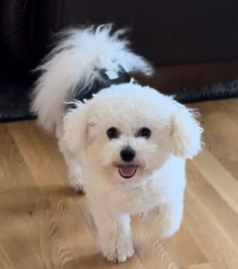 AKC Charlie - The Sire - Meet The Parents - Marillyn's Bichon Puppies ...