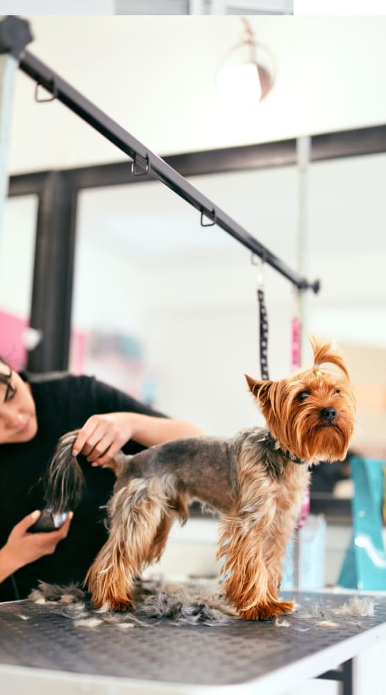 Full Haircut - Dog Grooming Services - FurEver Zen | Dog Grooming and ...