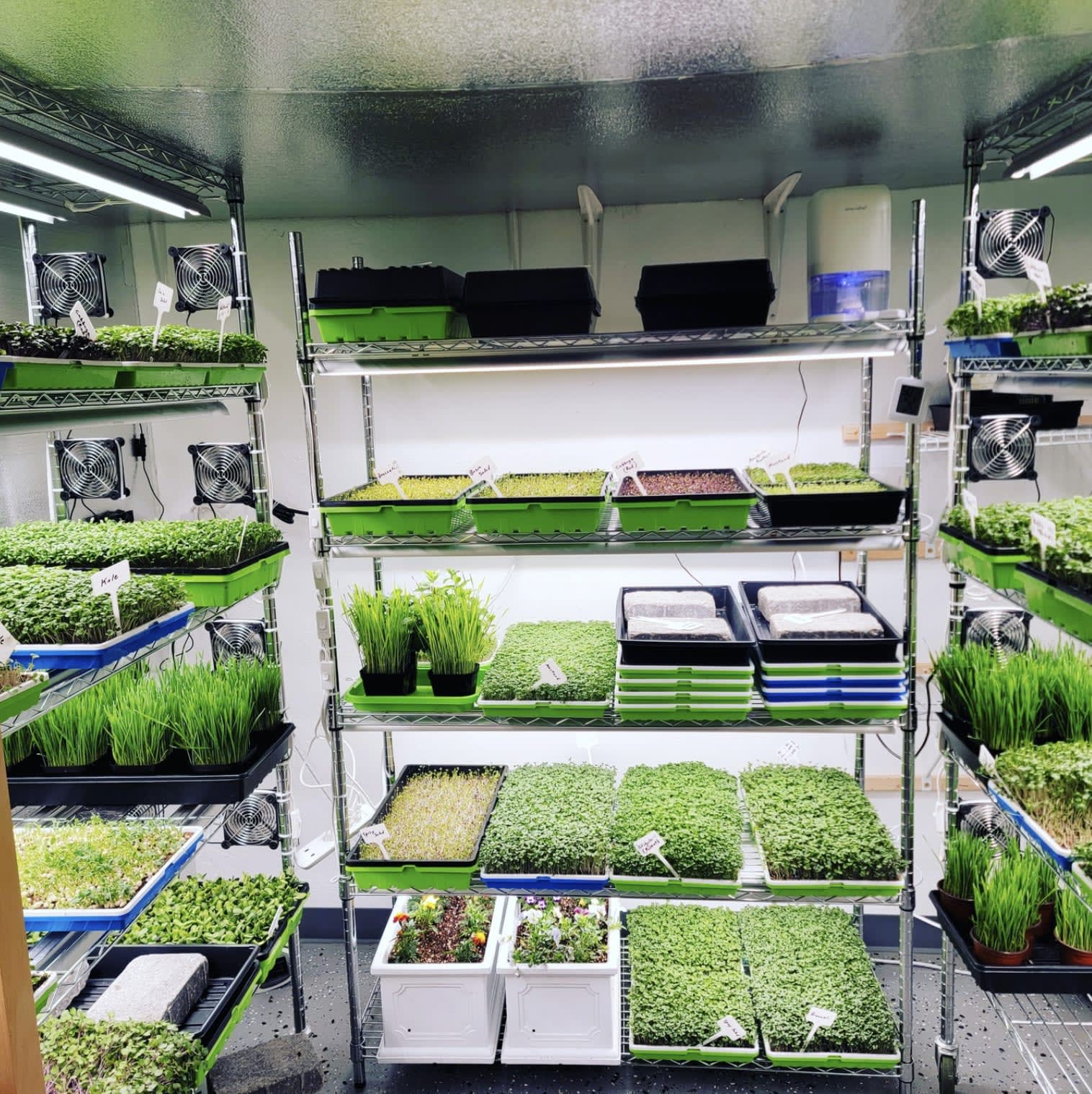 Nurturing Green Excellence - Huckleberry Farms Microgreens | Grower ...