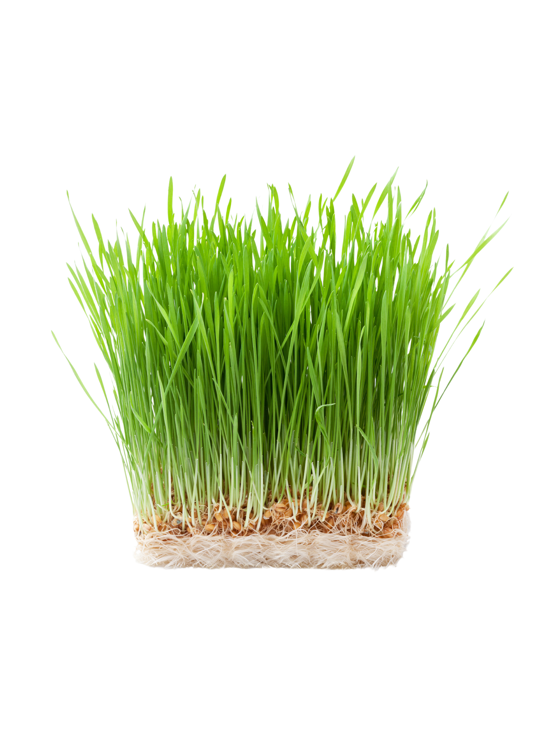 Wheatgrass Live Tray - Fresh Greens - Huckleberry Farms Microgreens ...